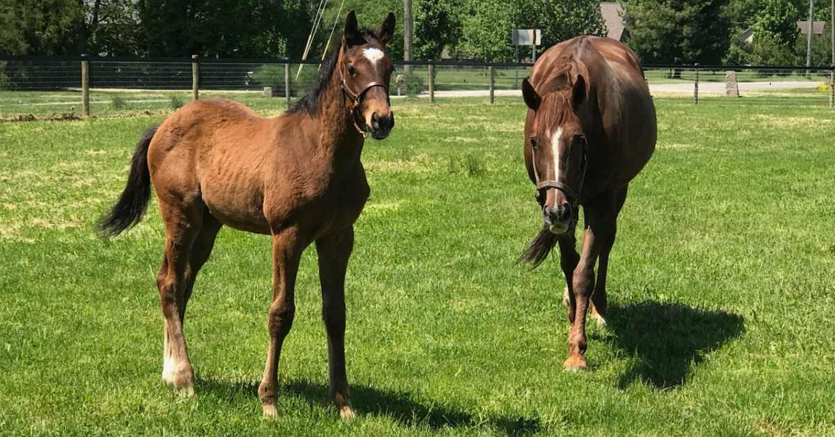 ‘He’s A Survivor’: From The Ashes Of A Fatal Barn Fire, Goldwyn Scripts ...