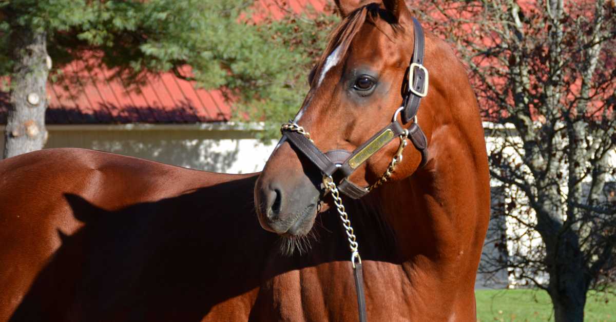 First-Crop Sire Watch Presented By Gainesway: 2025 Fasig-Tipton July ...