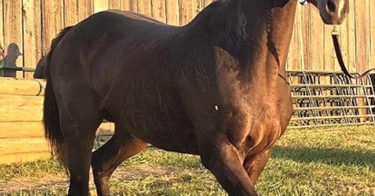 Old Friends Welcomes Multiple Stakes Winner Noble Drama - Paulick ...