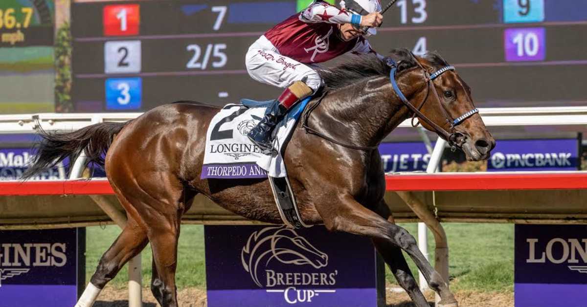 Gold Trophy Dreams: Eclipse Award Hopeful Thorpedo Anna 'Horse Of A ...