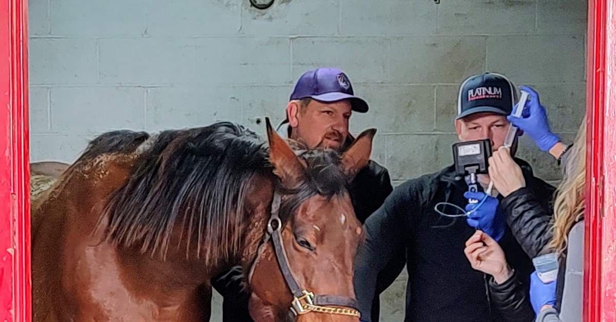 What Does The Bail Pen ‘Spin’ Do To Horse Rescues? - Paulick Report ...