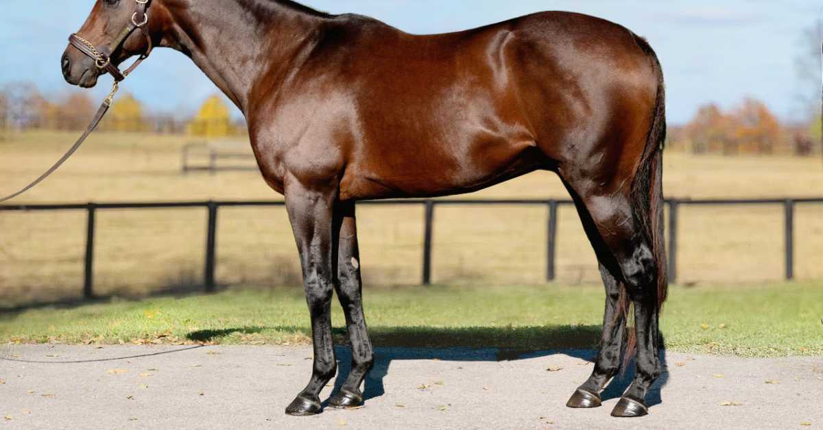 Smooth Like Strait Moves To California's Eclipse Thoroughbred Farm For ...