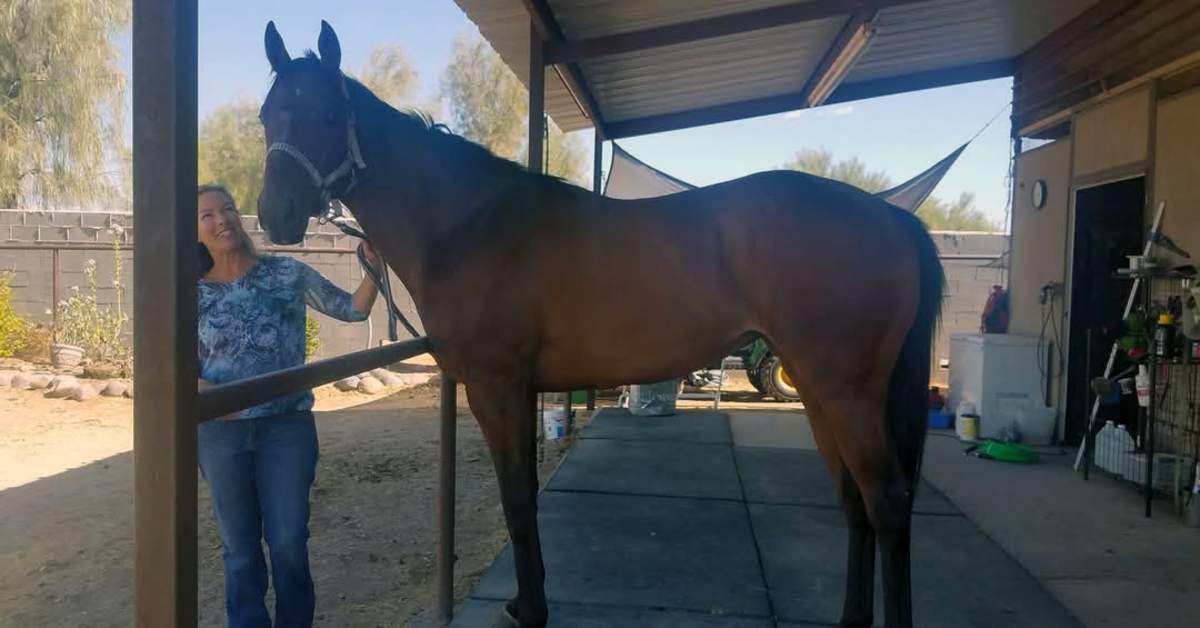 After Becoming A Mother, Thoroughbred Mare Back To Racing, Winning At ...