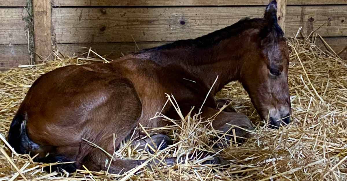 'She Moves Effortlessly': First Foal Is A Filly For Pleasant Acres ...
