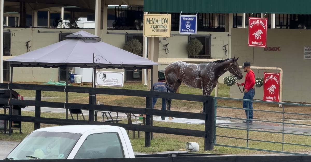 Spendthrift Rookie Combine: Freshman Sires Star At OBS March Under-Tack ...