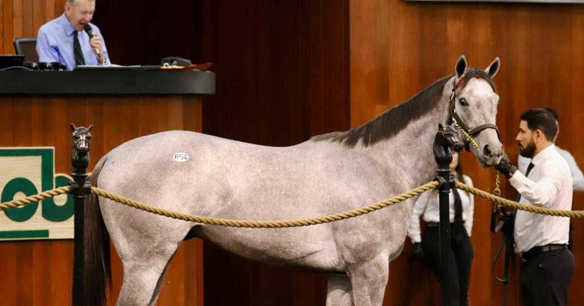 'It's Like Winning The Olympics': Son Of Gun Runner Sells For Record $3 ...