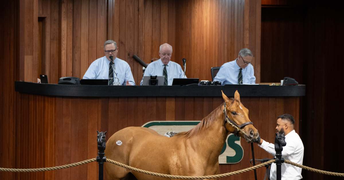 Florida Stallions Produced Large Returns On Investments At OBS March ...