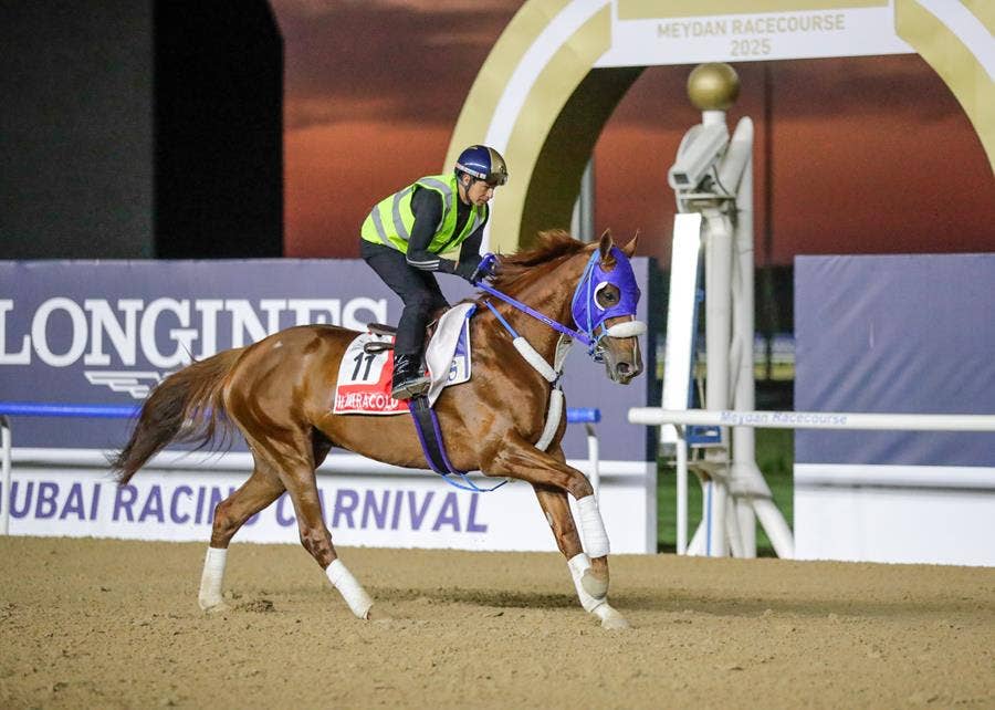 'Stars Have Aligned' For U.S.-Trained Il Miracolo In Dubai World Cup ...