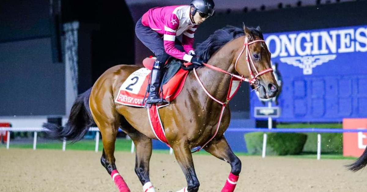Forever Young 'Improved Another Level' Ahead Of Dubai World Cup ...