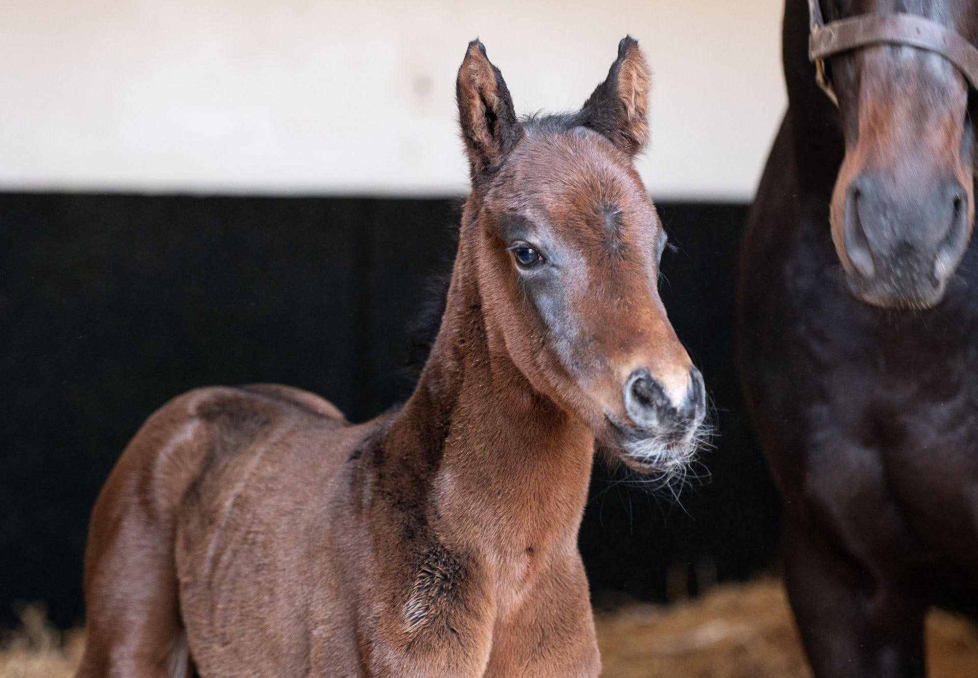 'A Very Good First Foal': Debut Foals Arrive For Coolmore's Auguste ...