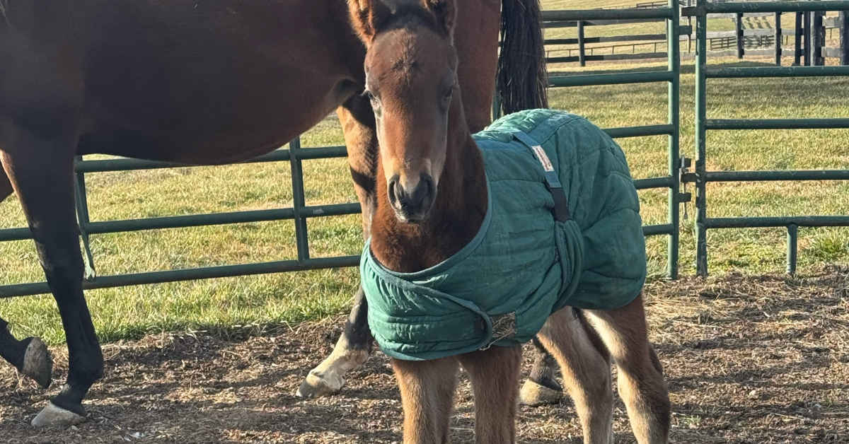 'Impressive Size': First Foal Is A Colt For Preakness Winner Seize The ...