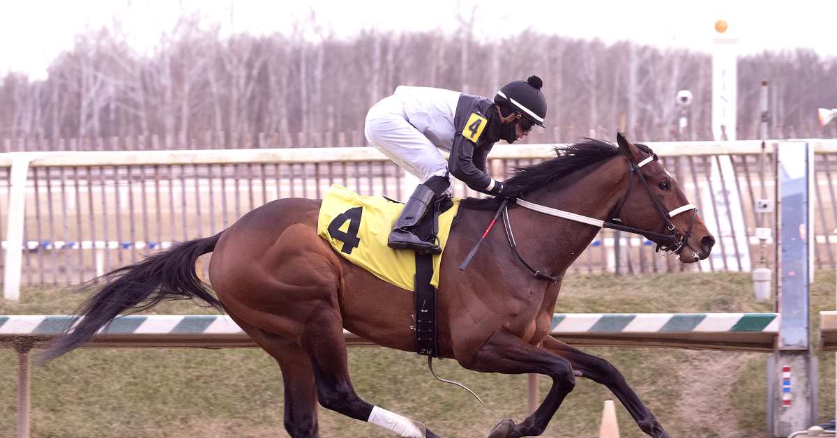 Mindframe Half-Brother Lonesome Road Wins Again, Could Make Stakes ...