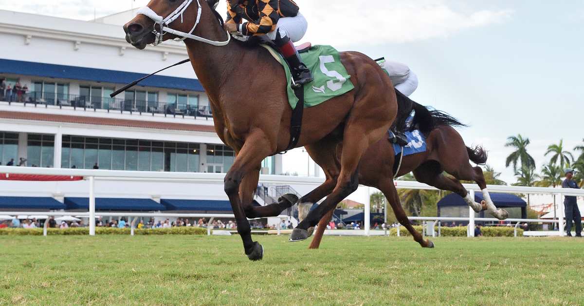 'Doing Everything Right': Naughty Rascal Eyes Third Stakes Victory In ...