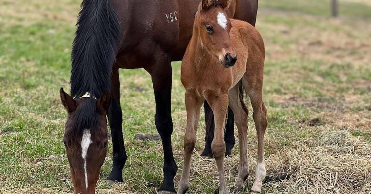 Bloodlines Presented By Walmac Farm: Catching Up With International ...