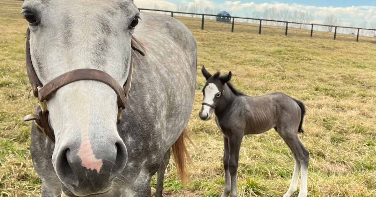 Extremely Rare 'Born Gray' Foal Stands Out At Shawhan Place - Paulick ...