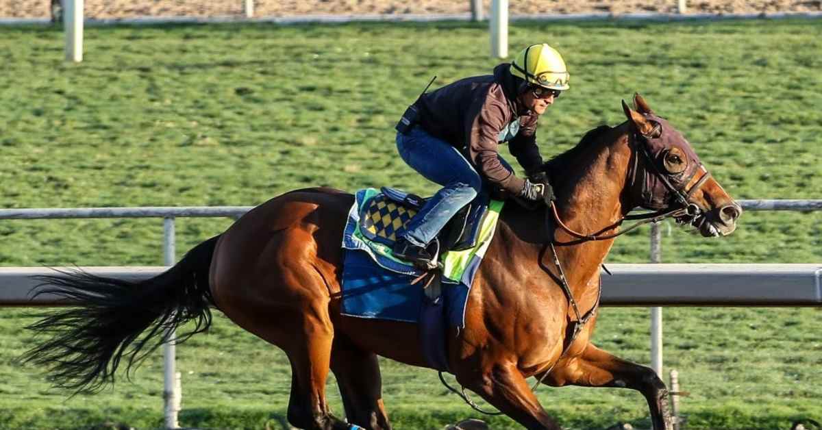 Classic Contender Newgate 'Acting Like A Horse That Is Ready To Take On ...