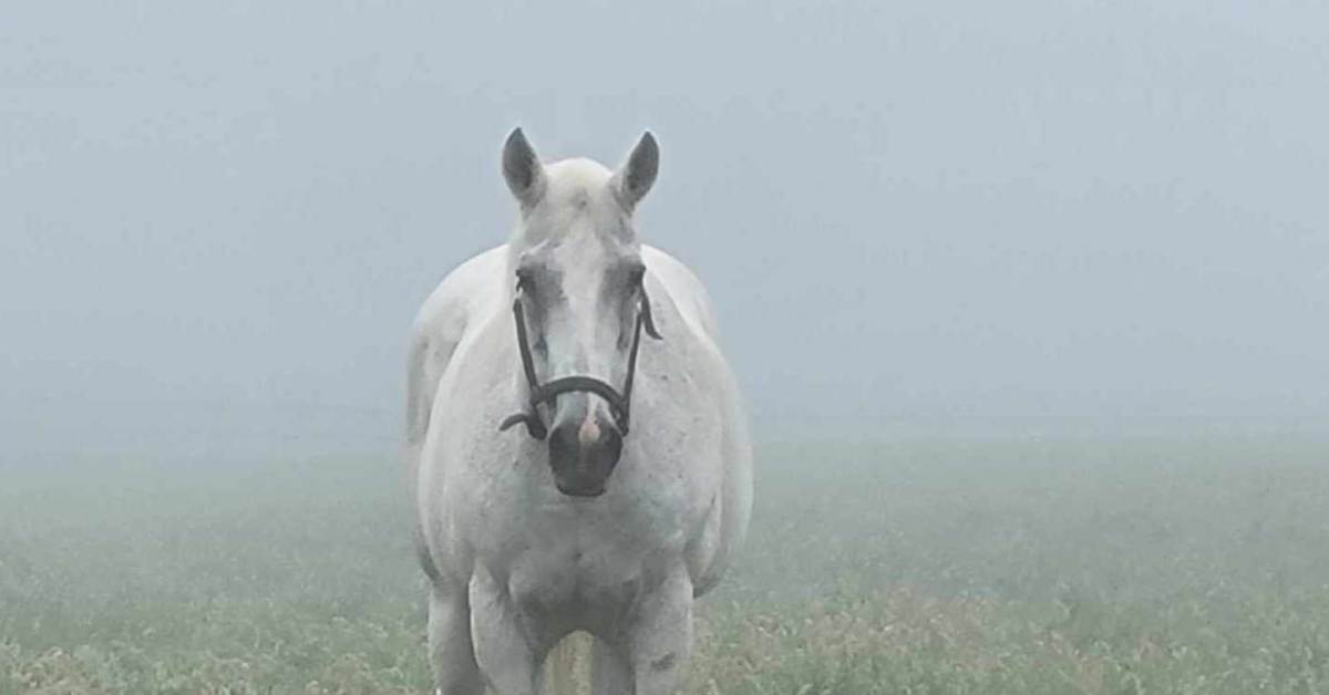 Our Mims Announces Passing Of 35-Year-Old Mare Exciting Bucket ...