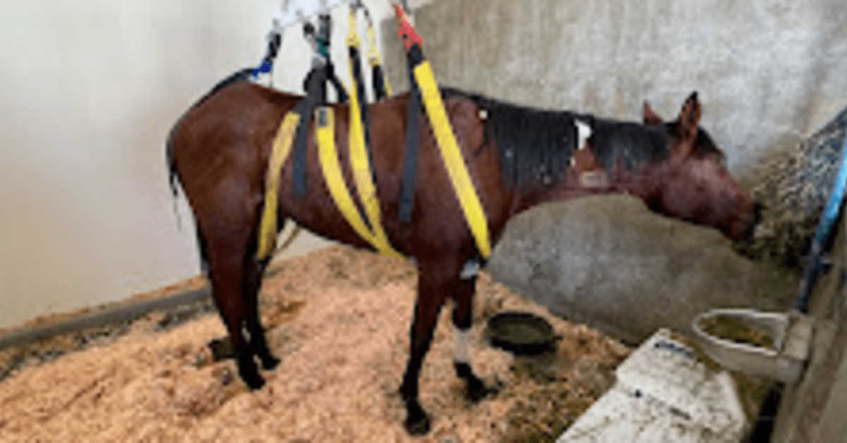 UC Davis: Thoroughbred Filly Beats The Odds To Survive Tetanus ...