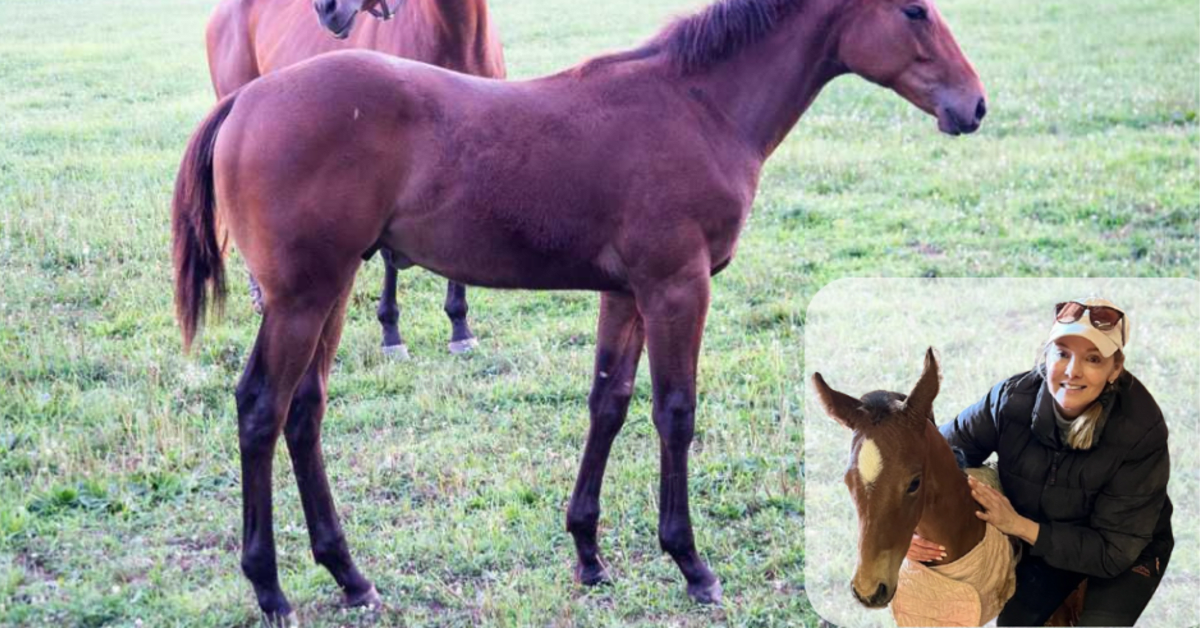 Breeders’ Cup Presents Connections: 'You Don't See That Very Often ...