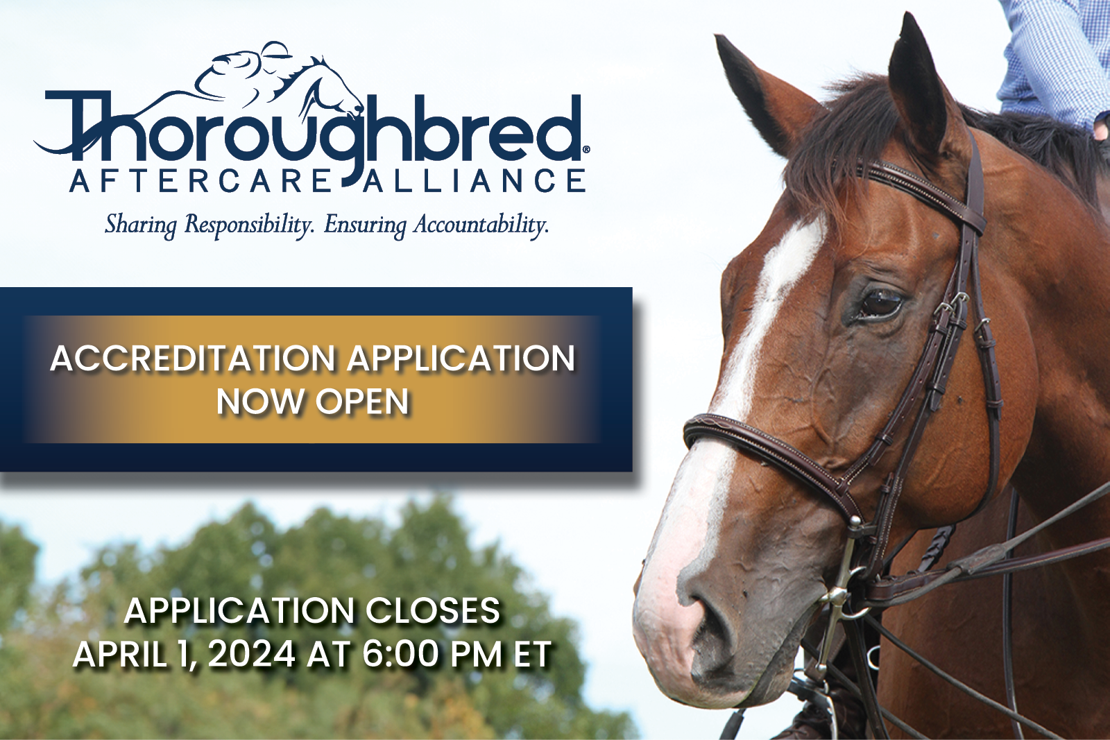 Thoroughbred Aftercare Alliance Accreditation Applications Now ...