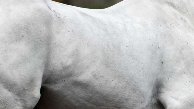 Equine Hindgut - Paulick Report | Latest news and commentary from the ...