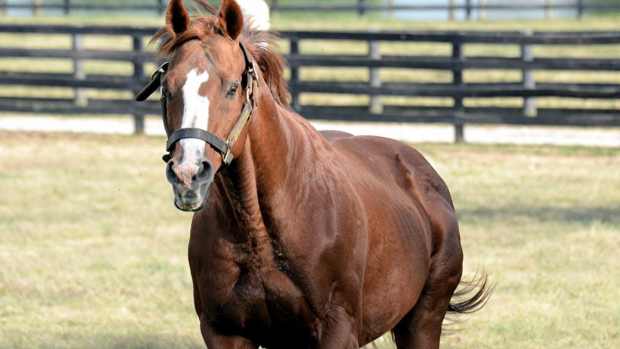 Paddock Accident Claims Life Of Young Stallion Willcox Inn - Paulick ...