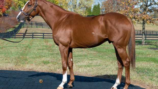 All-Value Sire Team - Paulick Report | Latest news and commentary from ...