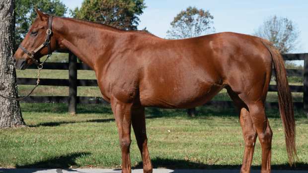 Inglis Digital USA - Paulick Report | Latest news and commentary from ...