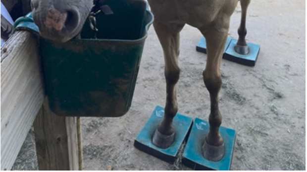 Study: Can Standing On Foam Pads Really Help Improve Equine Balance ...