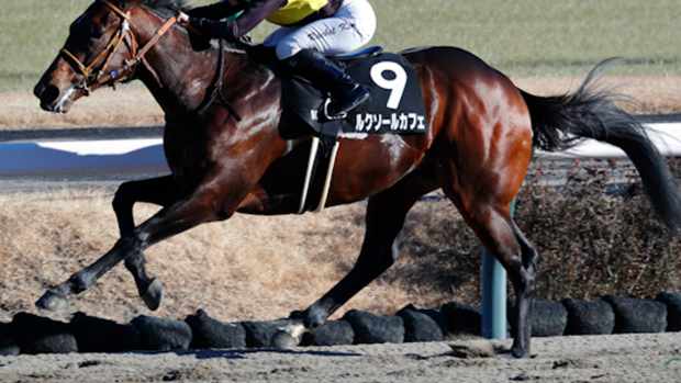 Kentucky Derby Pedigree Corner Presented By Zycosan: American Promise ...