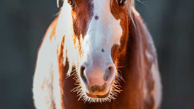 Watch: Why Your Horse Probably Isn't Just Being 'Stubborn' When They Do ...