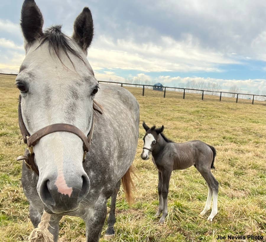 Extremely Rare 'Born Gray' Foal Stands Out At Shawhan Place - Paulick ...