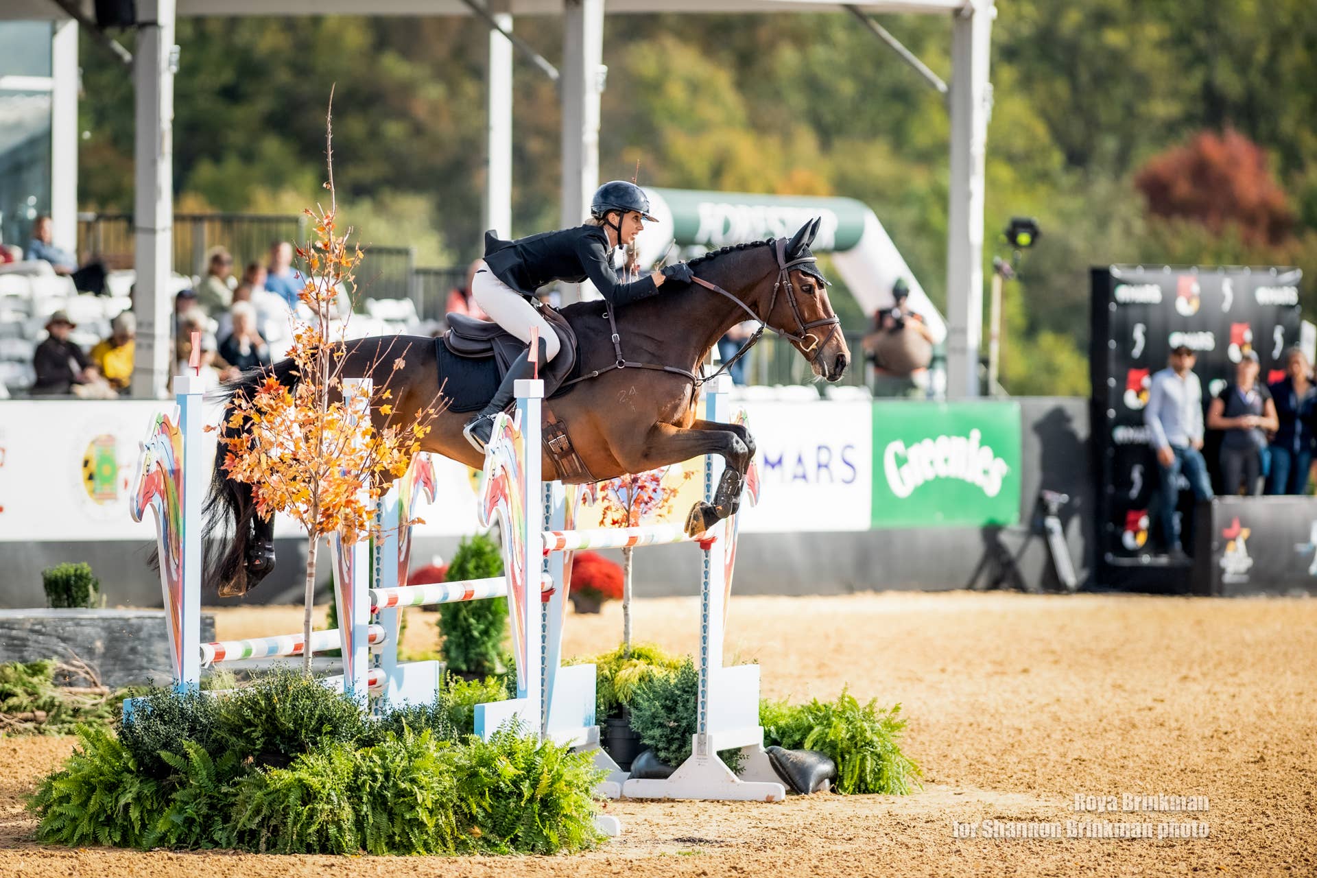 Meet Artist: New Zealand-Bred OTTB Has Proven He Belongs At Top Of ...