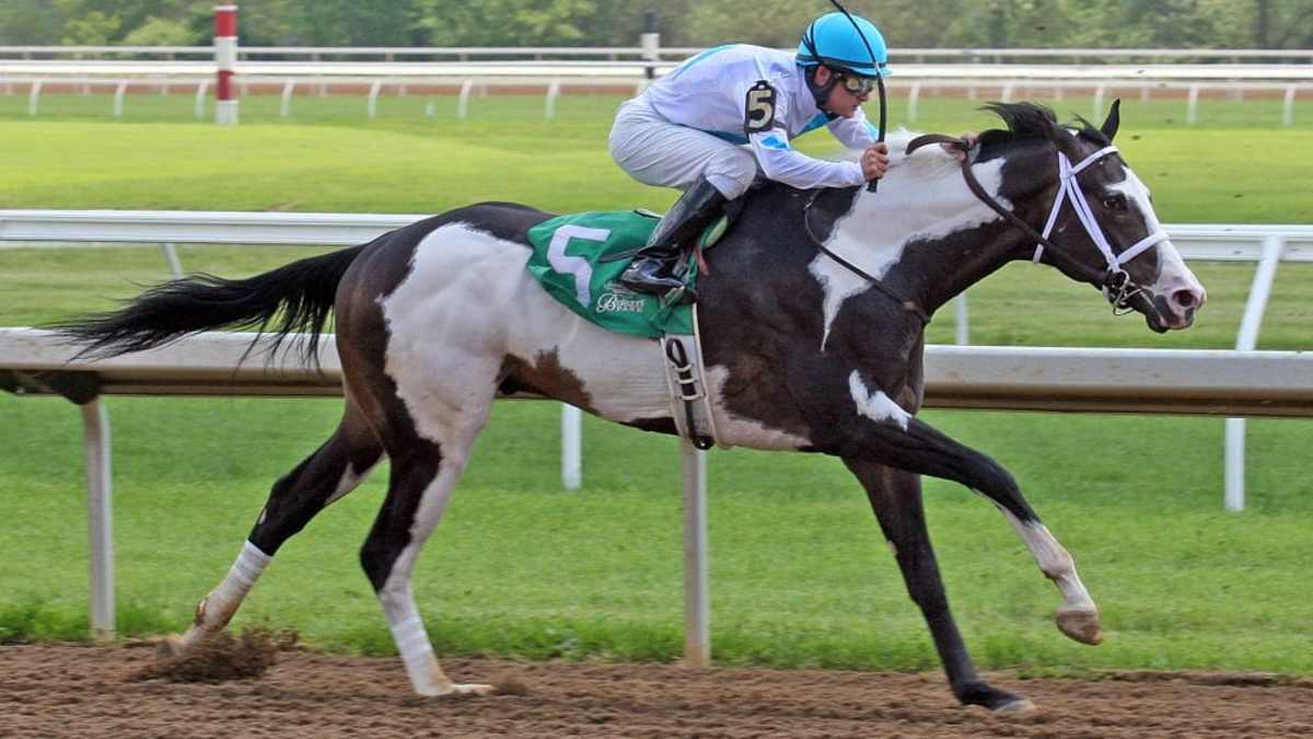 Rare Paint Horse Colors