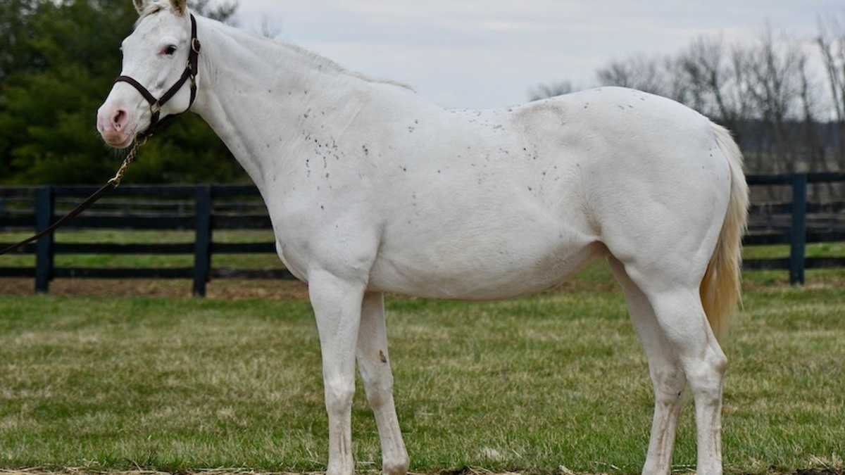 white thoroughbred rust