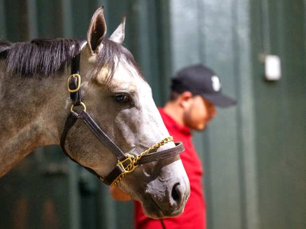 Curlin Relocating To Hill 'n' Dale - Paulick Report | Shining Light on ...