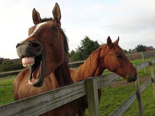 Can A Horse Smile