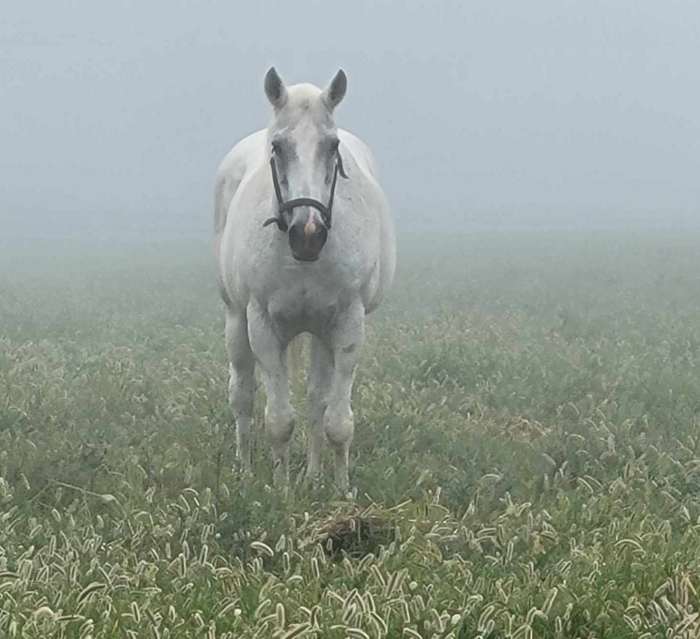 Our Mims Announces Passing Of 35-Year-Old Mare Exciting Bucket ...