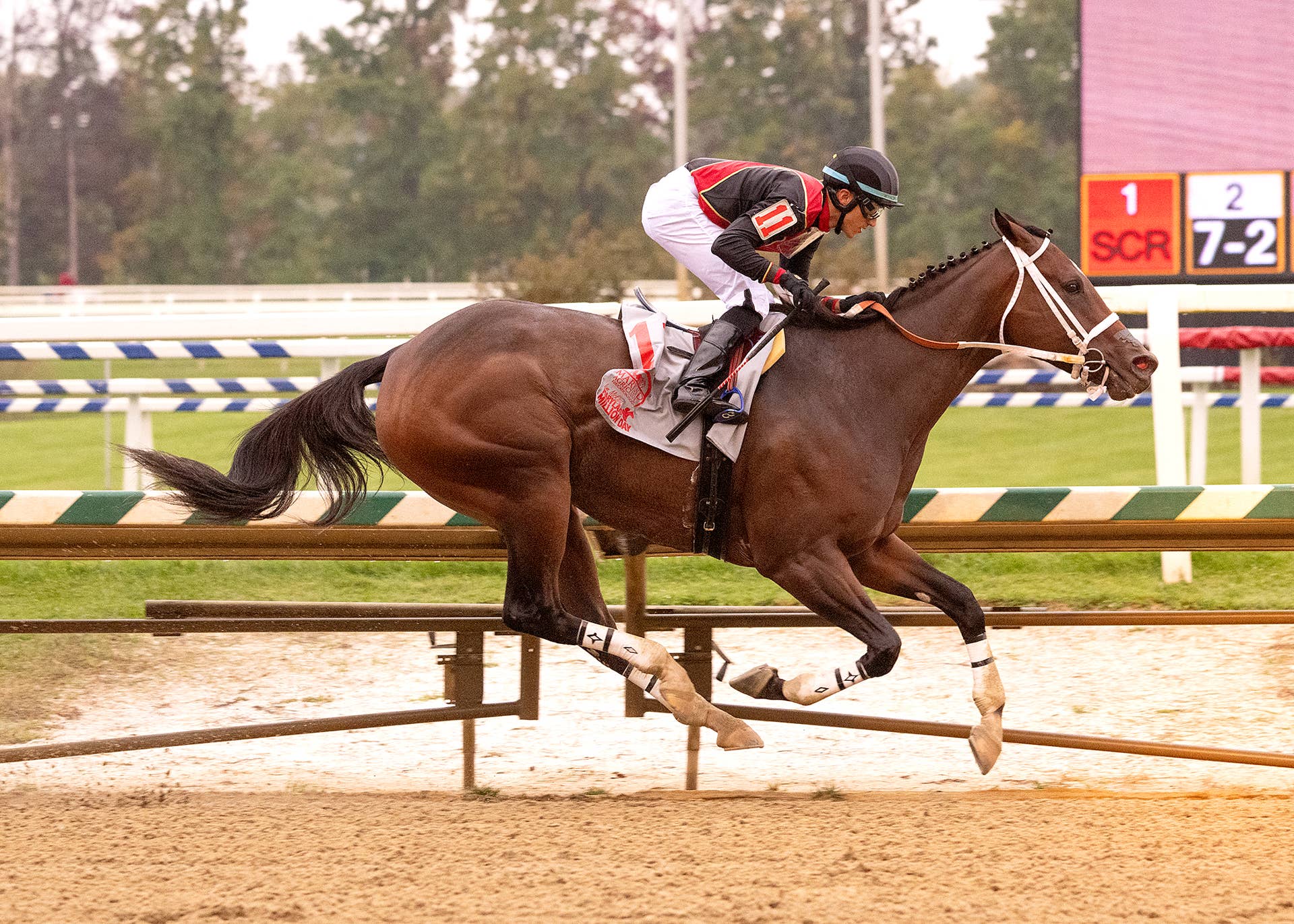 Intrepid Daydream Returns To Maryland for Barbara Fritchie - Paulick ...