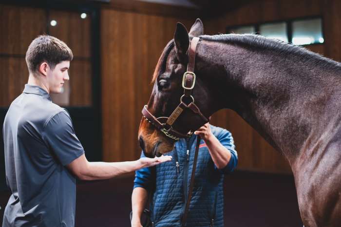 WinStar Farm Secures NIL Deal With UK Basketball Star Reed Sheppard ...