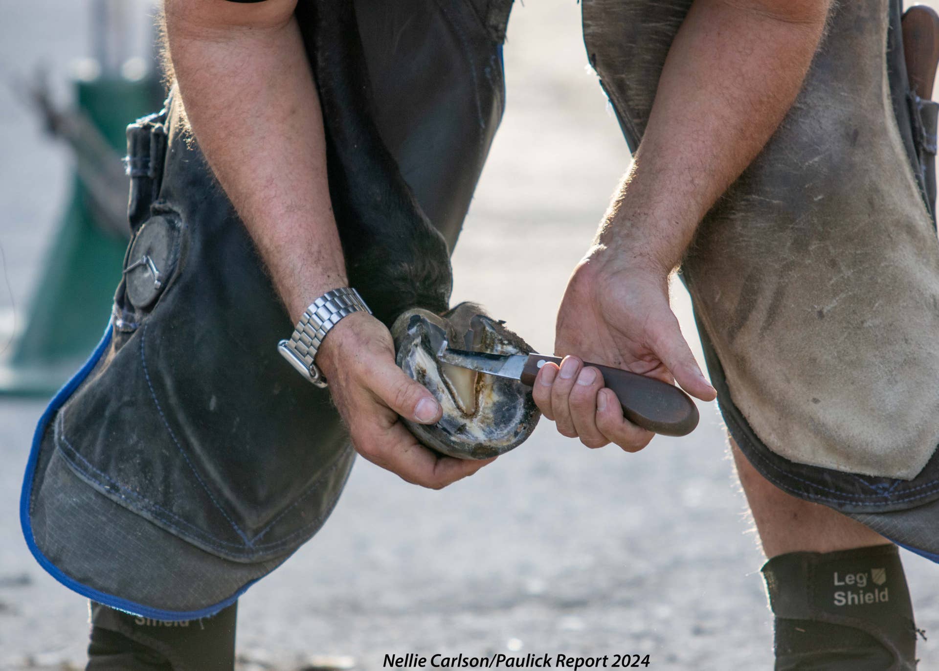 Thoroughbred Fundamentals: Off-Track Hooves - Paulick Report | Latest ...