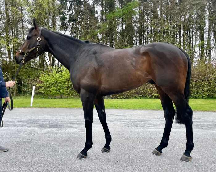 Henry Adams To Enter Stud At California's Eclipse Thoroughbred Farm For ...