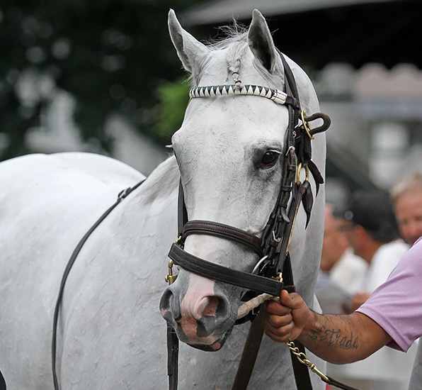 Beaten Favorite Arthur's Ride Will Train Up To Breeders' Cup Classic ...
