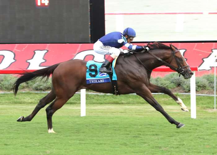 'More Relaxed' Trikari Takes On 12 Rivals In Dinner Party - Paulick ...