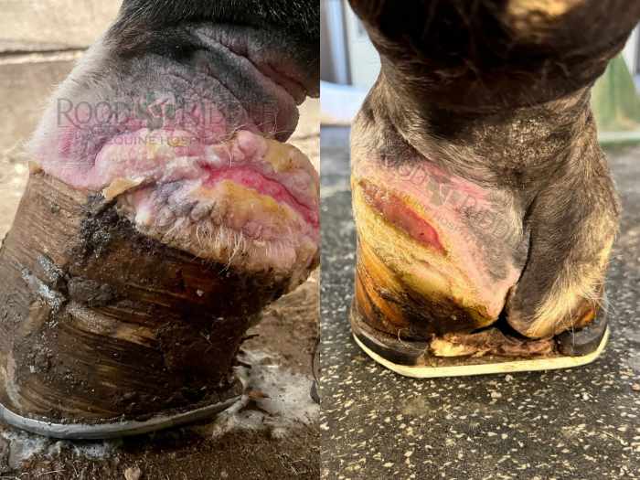 Rood & Riddle Podiatry: Healing A Chronic Wound At Coronary Band ...