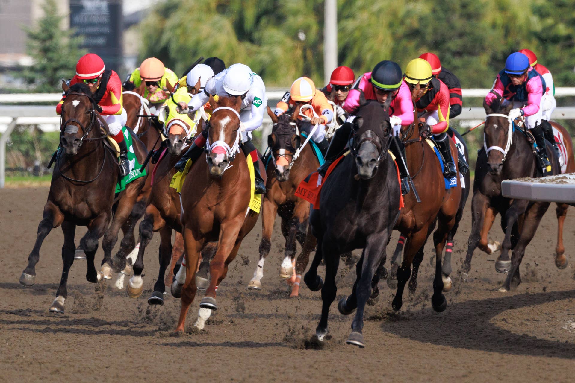 Woodbine Reopens All-Weather Track After Trio Of Weekend Fatalities ...