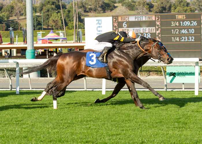 Grade 2 Winner Chewing Gum To Stand At Rockridge Stud In New York For ...