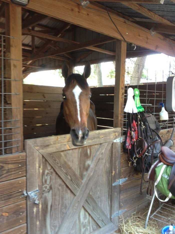 OTTB Showcase: Sharkey’s Diamond (Show Name: "Walk the Line"; Barn Name ...