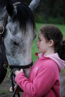 OTTB Showcase: Joko Motion (a.k.a. Joko) - Paulick Report | Latest news ...