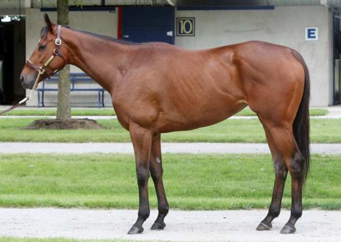 Fasig-Tipton: $1 Million Topper at New Sale; Gains in Yearling Median ...